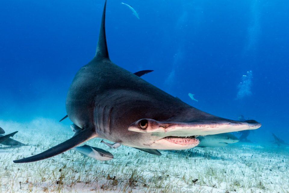 Tracking sharks to answer questions about predator and prey • Earth.com