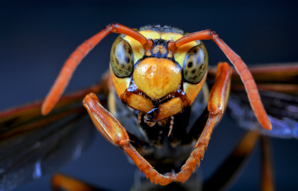 Social parasite bees fight to survive - Earth.com