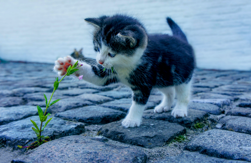 How can we control the growing issue of stray cats? - Earth.com
