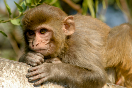 Rhesus monkeys can sense their own heartbeat • Earth.com