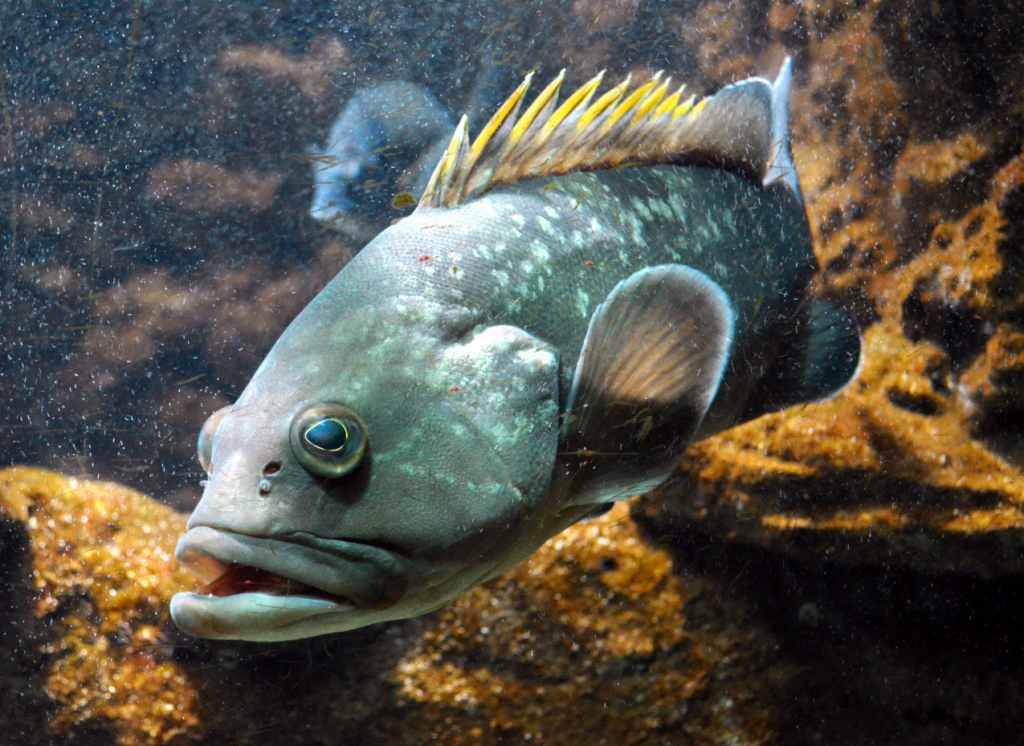 Climate change restructures marine food webs in unexpected ways - Earth.com