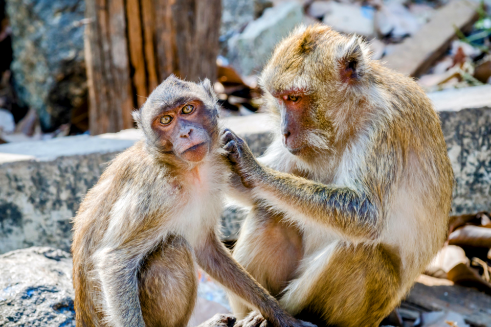 Brain structure of rhesus macaques is shaped by social interactions ...