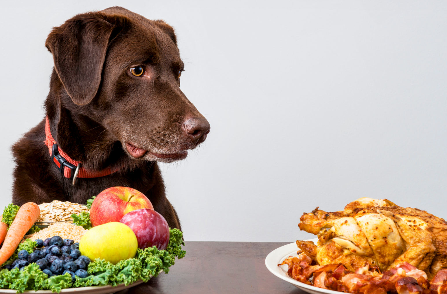 Dogs with vegan diets may have better health outcomes - Earth.com