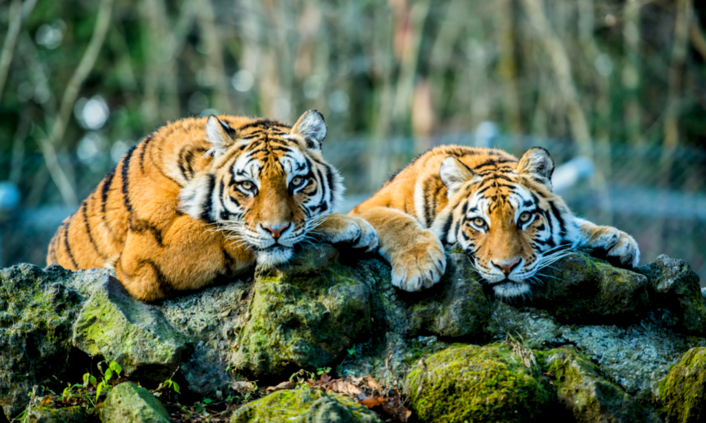 Mutations in animals shed new light on the process of aging - Earth.com