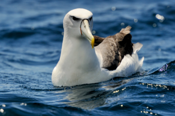 Study uncovers 4,000 years of foraging behavior among albatrosses ...