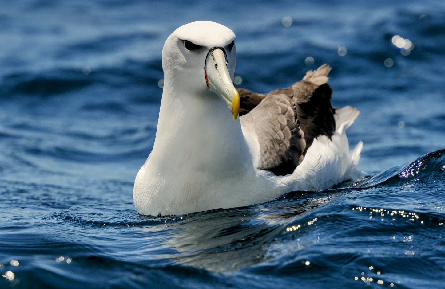 Study uncovers 4,000 years of foraging behavior among albatrosses ...