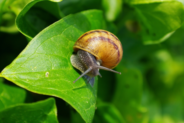 Tardigrades can hitch rides on snails to travel farther • Earth.com
