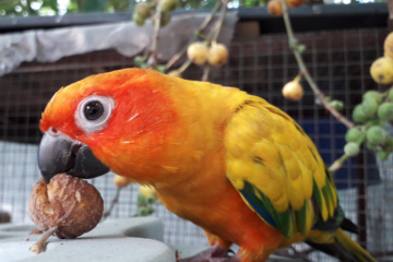 Maps of bird populations can help protect biodiversity • Earth.com