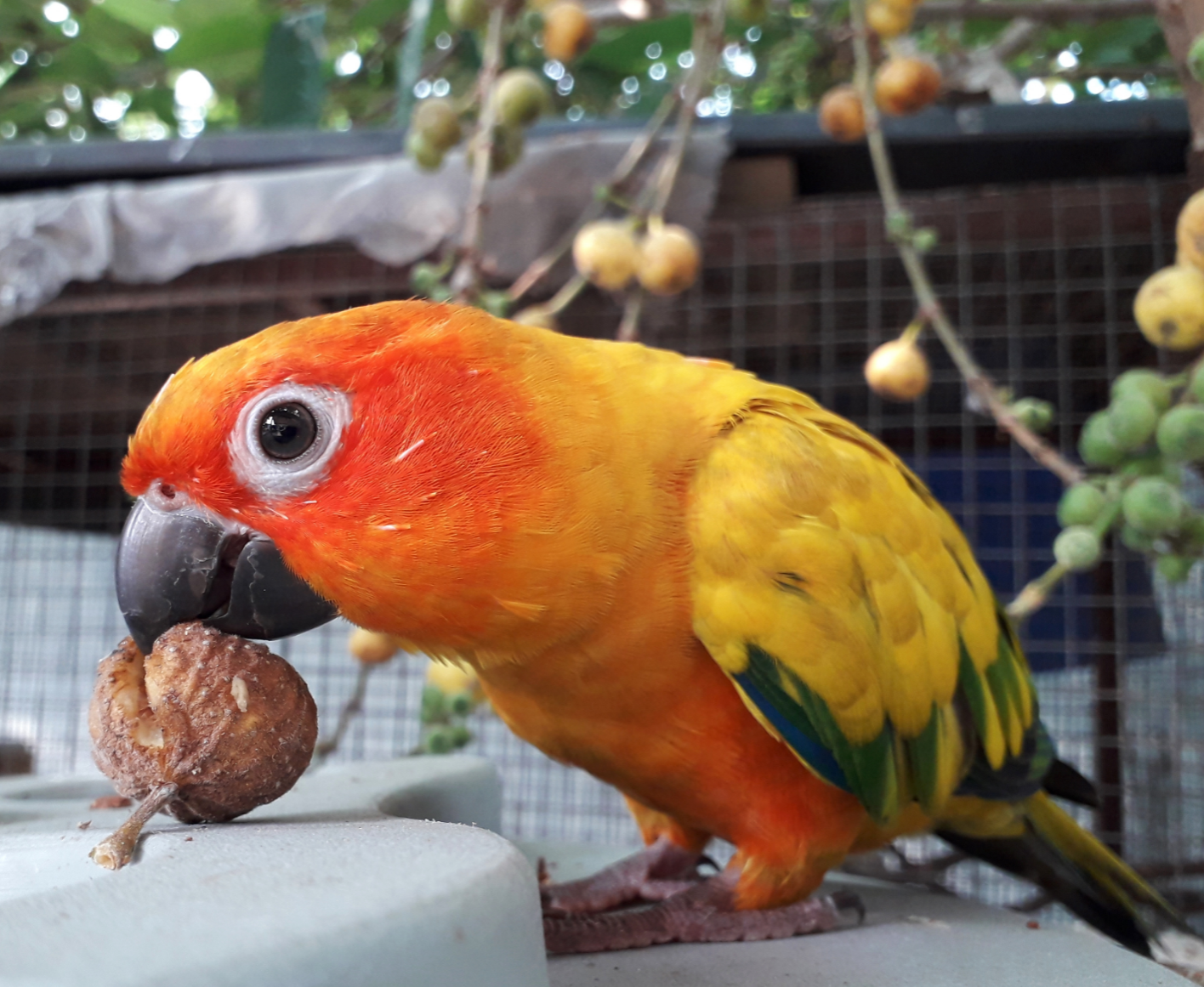 Maps of bird populations can help protect biodiversity - Earth.com