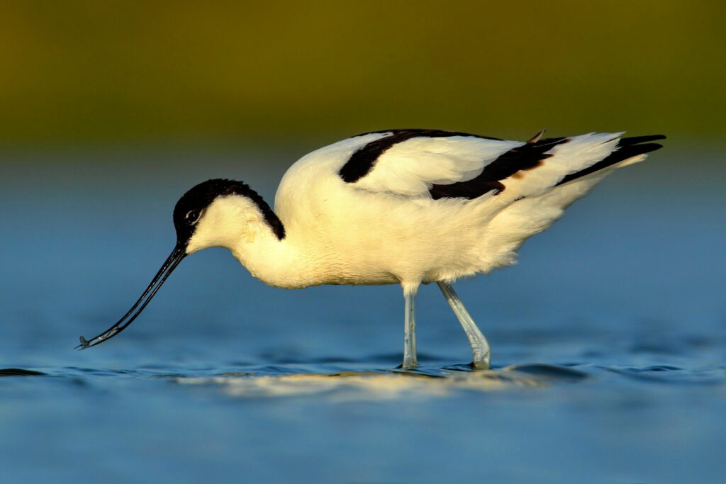 Protected areas must be managed to benefit biodiversity • Earth.com