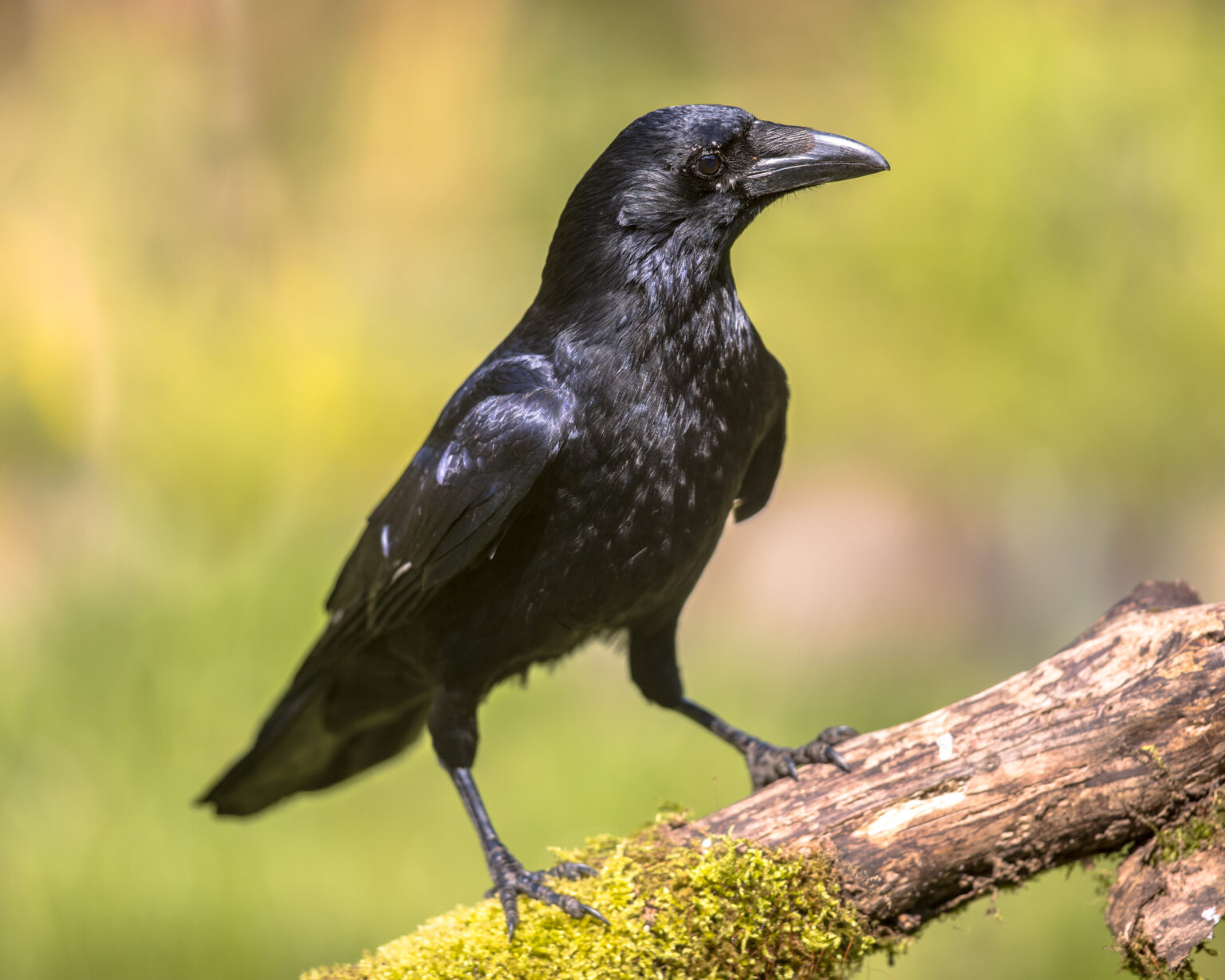 Big brains and bodies helped crows expand across the globe • Earth.com