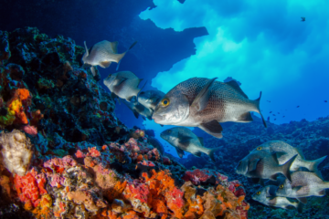 Experts use eDNA to measure reef fish diversity • Earth.com