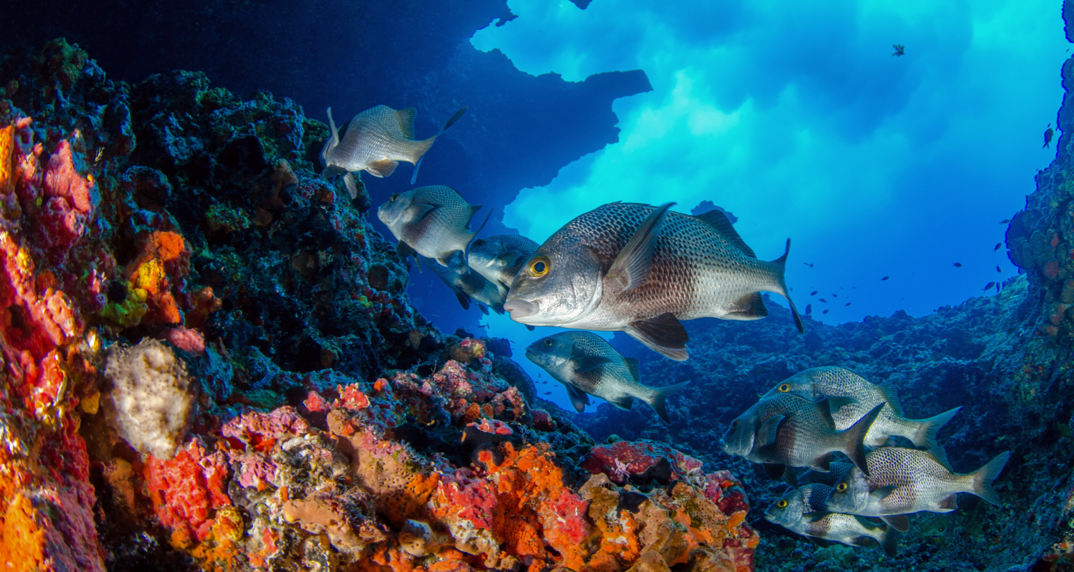 Experts use eDNA to measure reef fish diversity - Earth.com