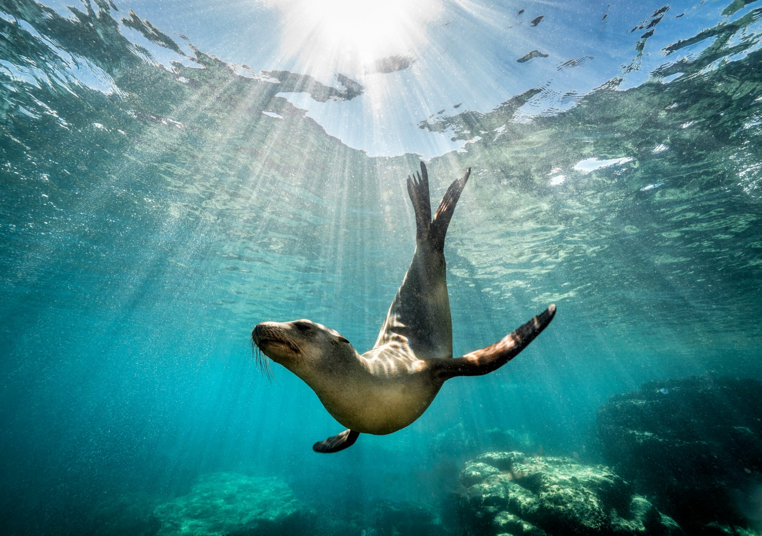 Earth’s oceans are on track for a catastrophic extinction event - Earth.com