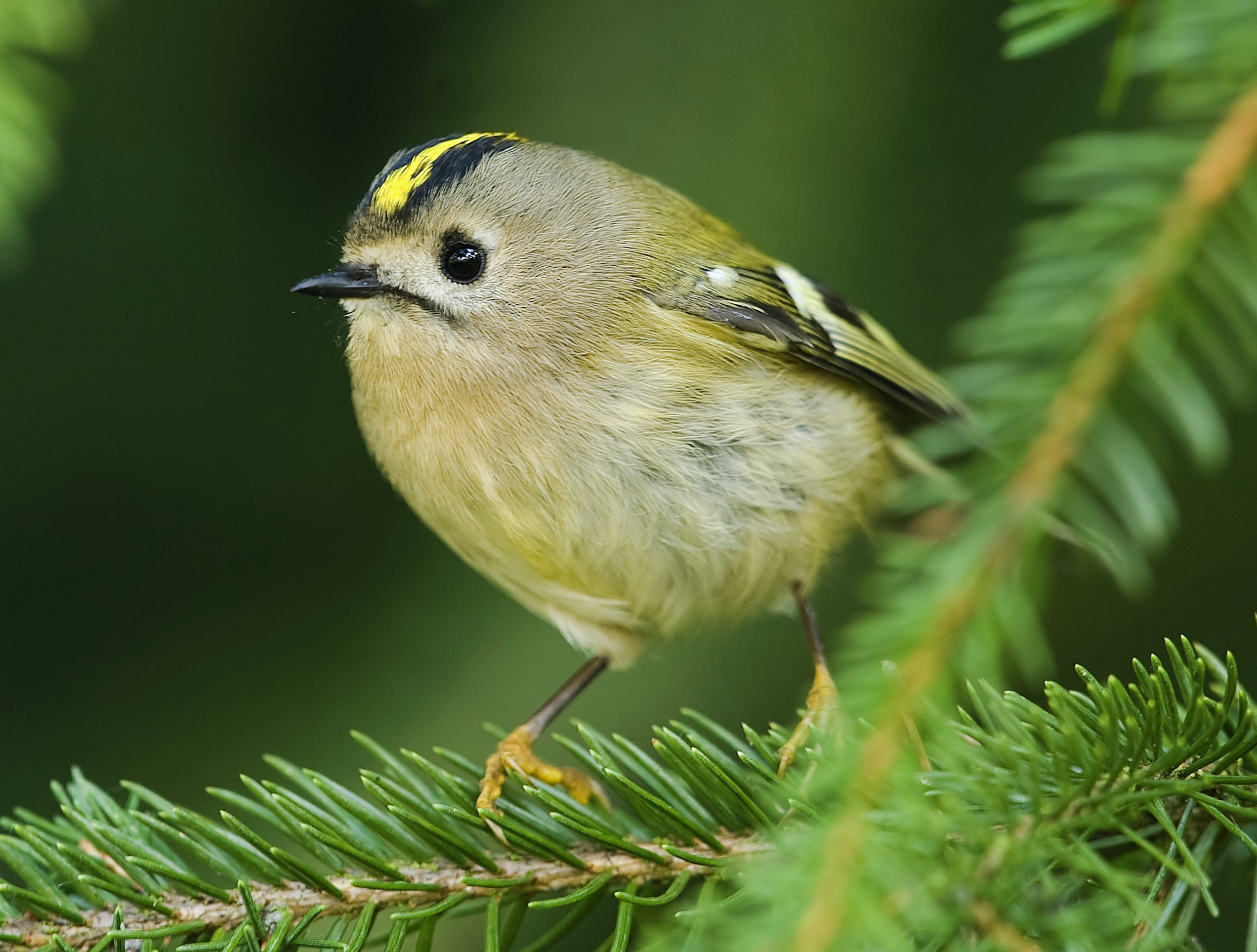 Forest degradation is a major cause of bird population declines - Earth.com