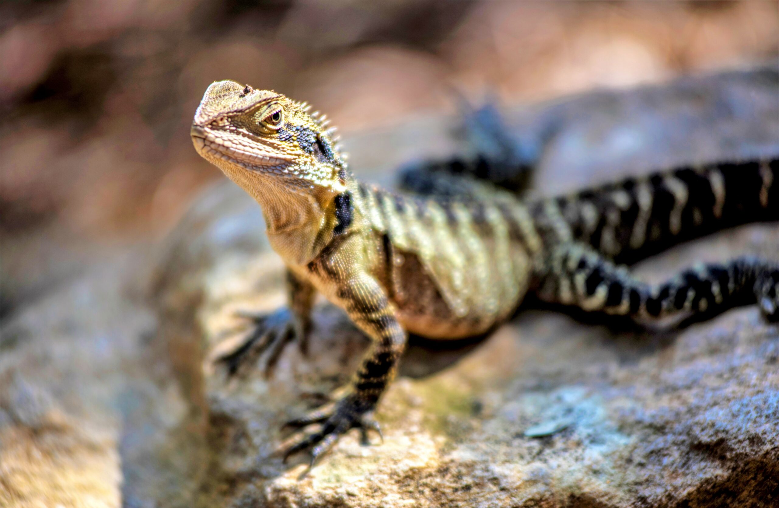 Lizards and other squamates rapidly diversified during the Jurassic ...