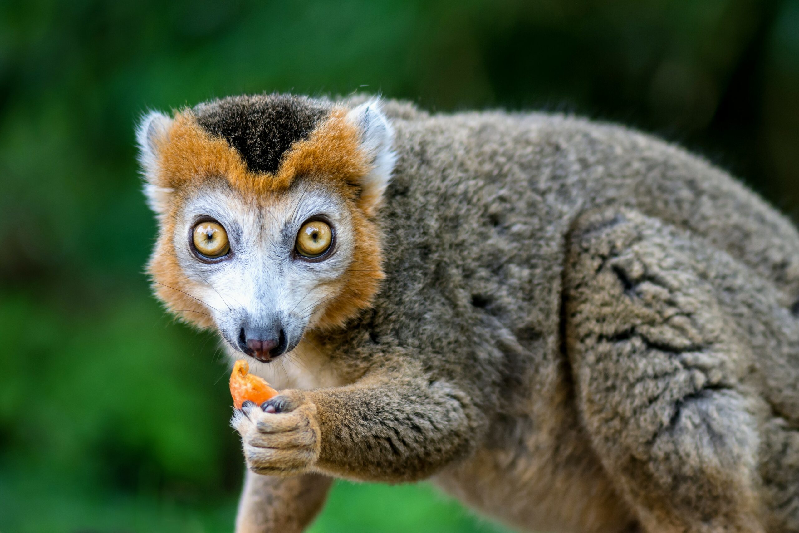 Inequality among animals can shed light on social evolution - Earth.com