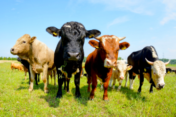 Satellites detect methane emission from cow burps • Earth.com