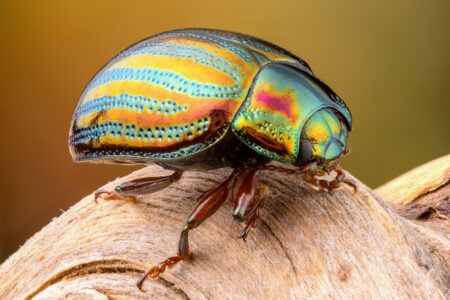 How iridescent colors protect animals from predators • Earth.com