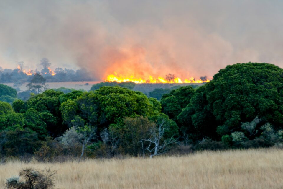 Fire activity spiked in protected areas during COVID lockdowns • Earth.com