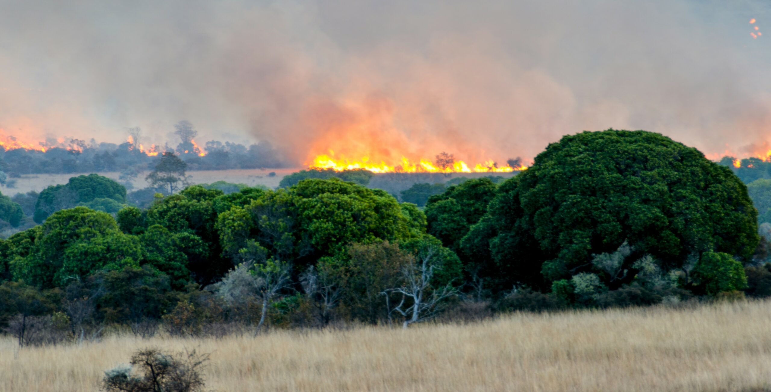 Fire activity spiked in protected areas during COVID lockdowns - Earth.com