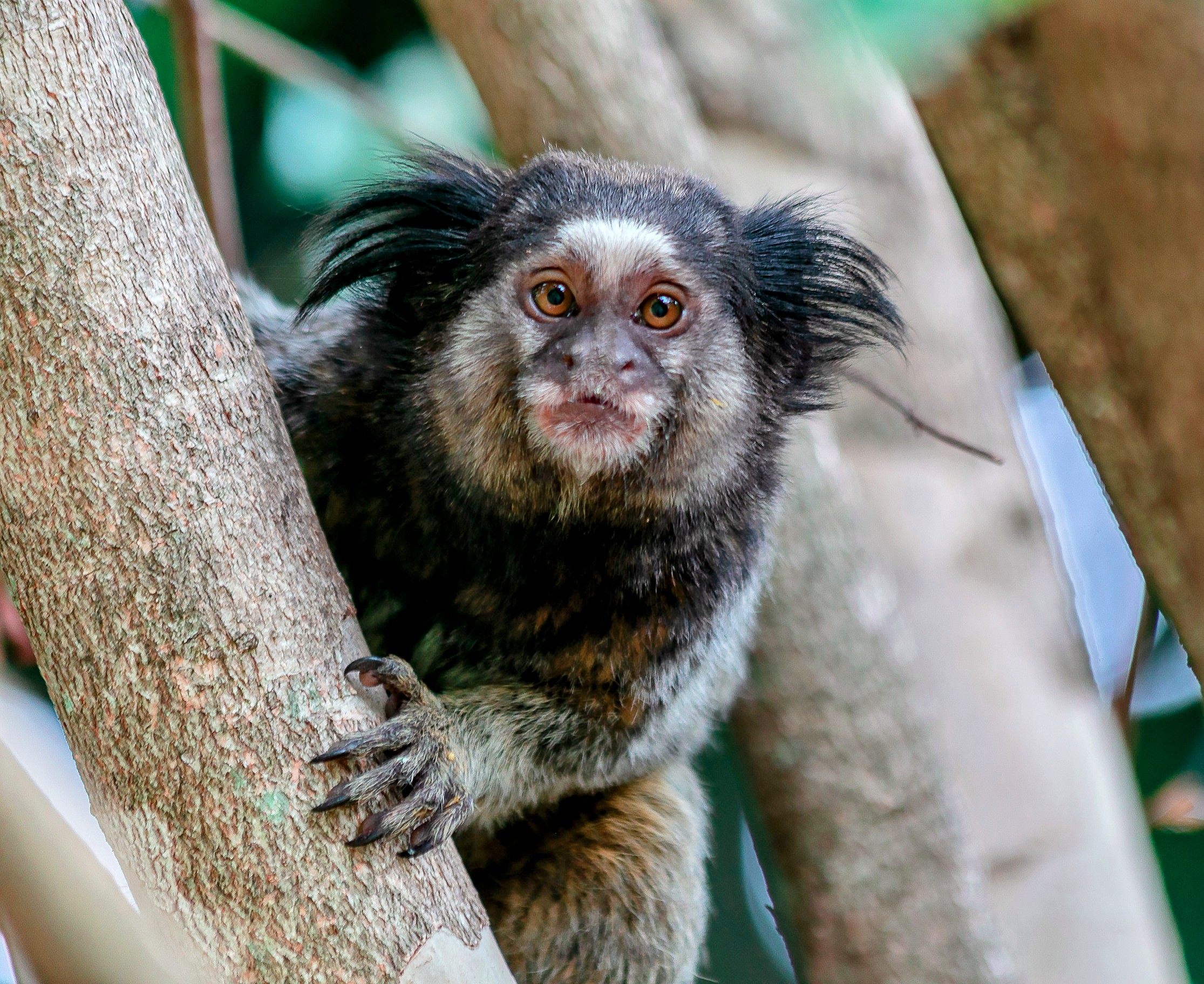 Marmosets with bold personalities are faster learners - Earth.com