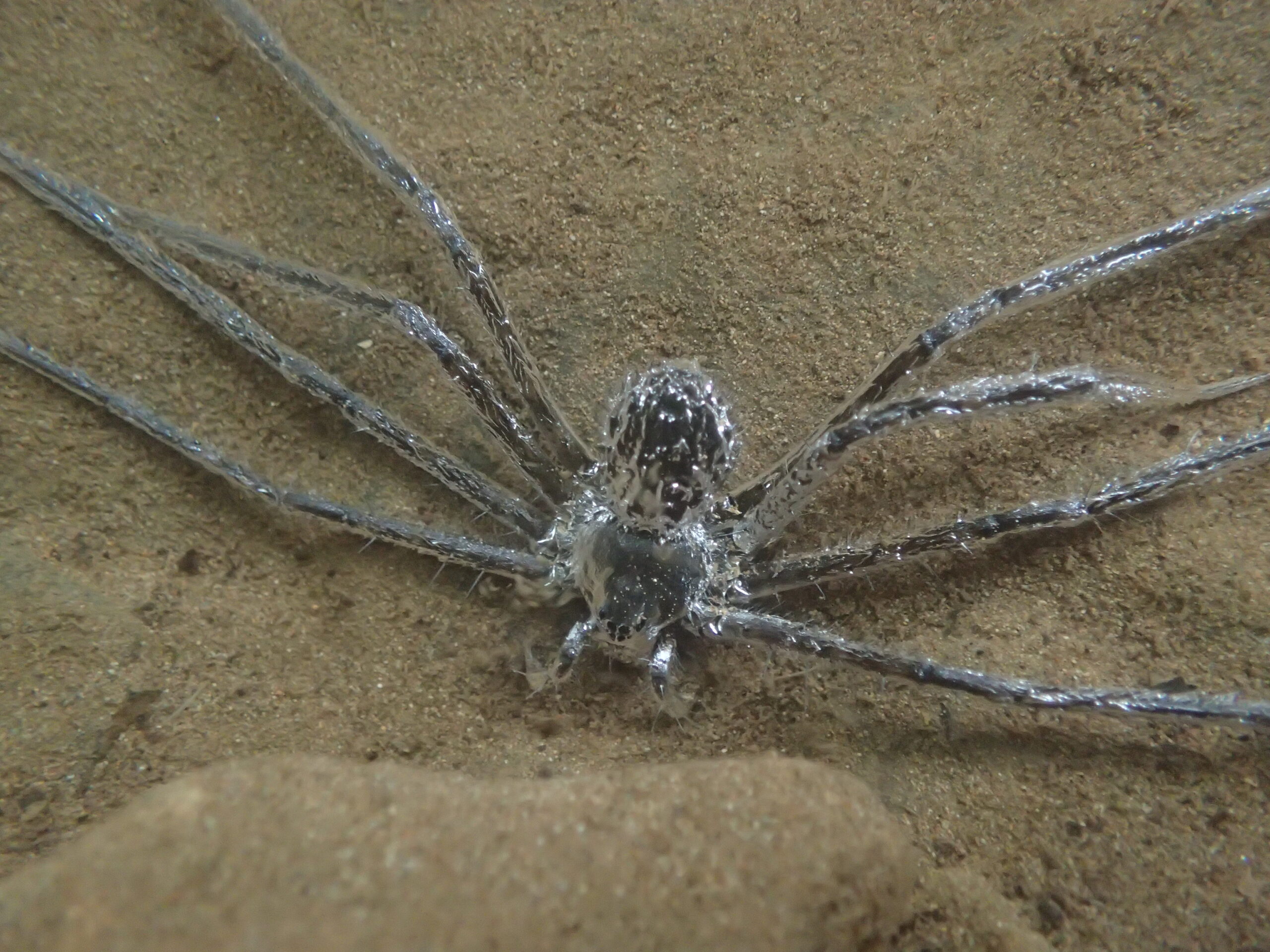 Tropical spider can hide underwater for 30 minutes - Earth.com