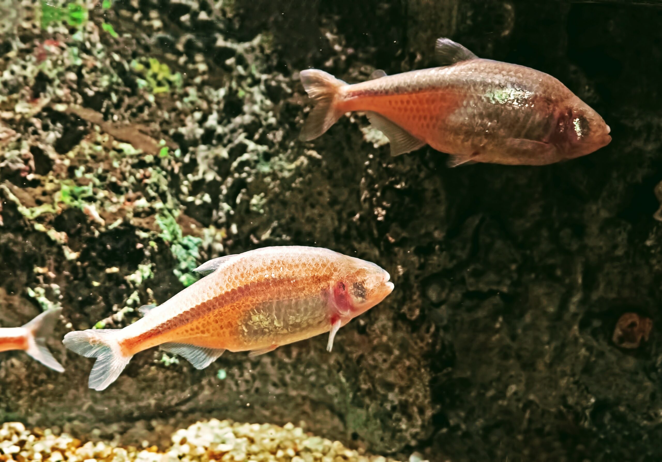 Cavefish may provide therapeutic insights for metabolic disorders ...