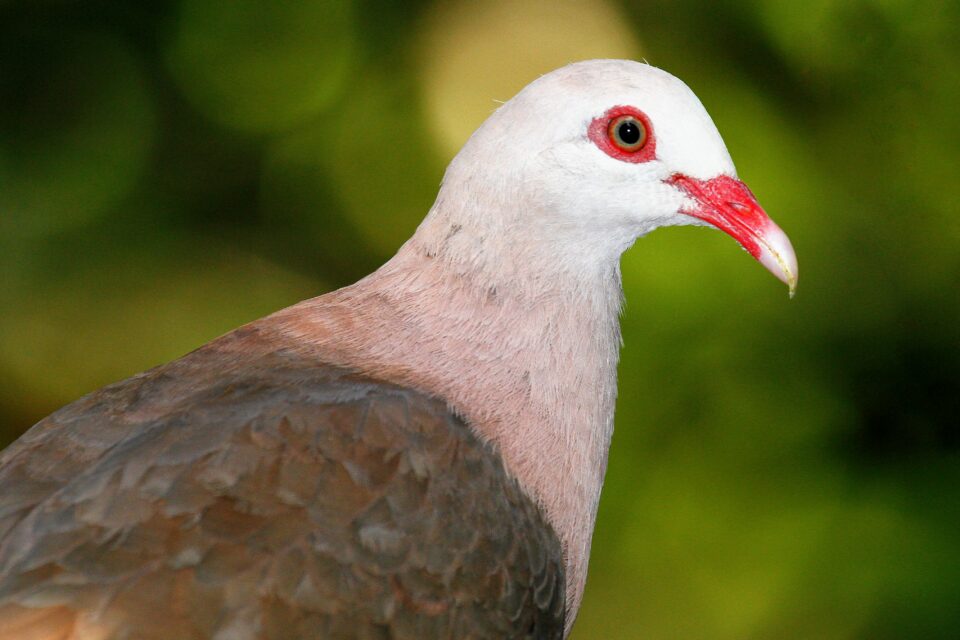 Pink pigeons need a "genetic rescue" to survive extinction • Earth.com