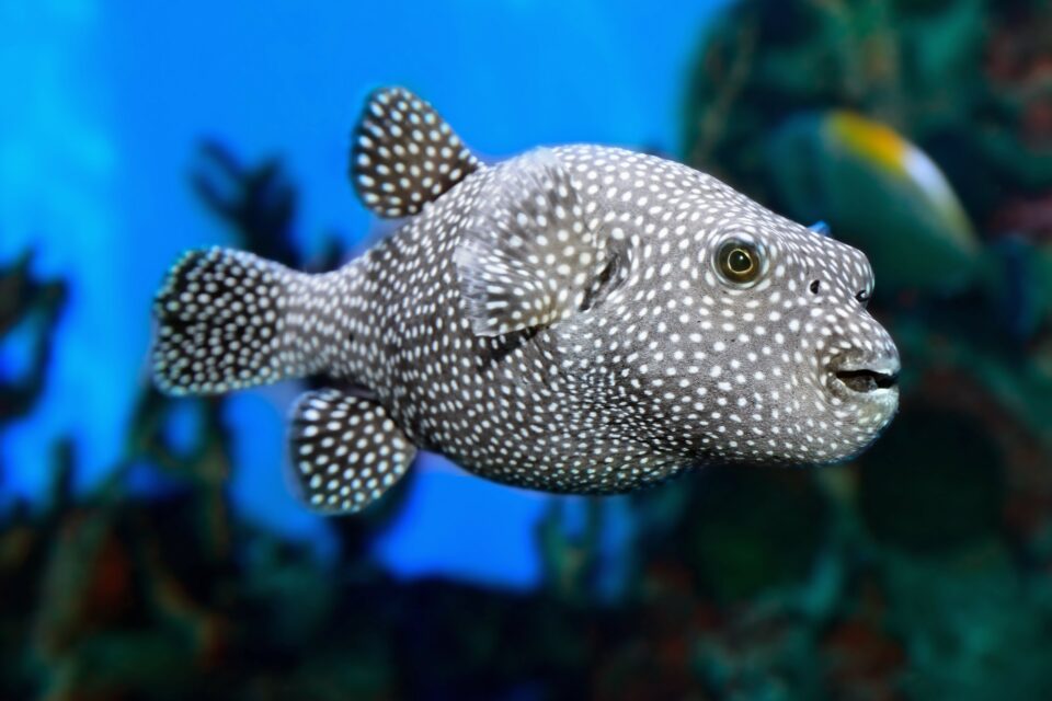 Fish sounds database may help conserve underwater ecosystems • Earth.com