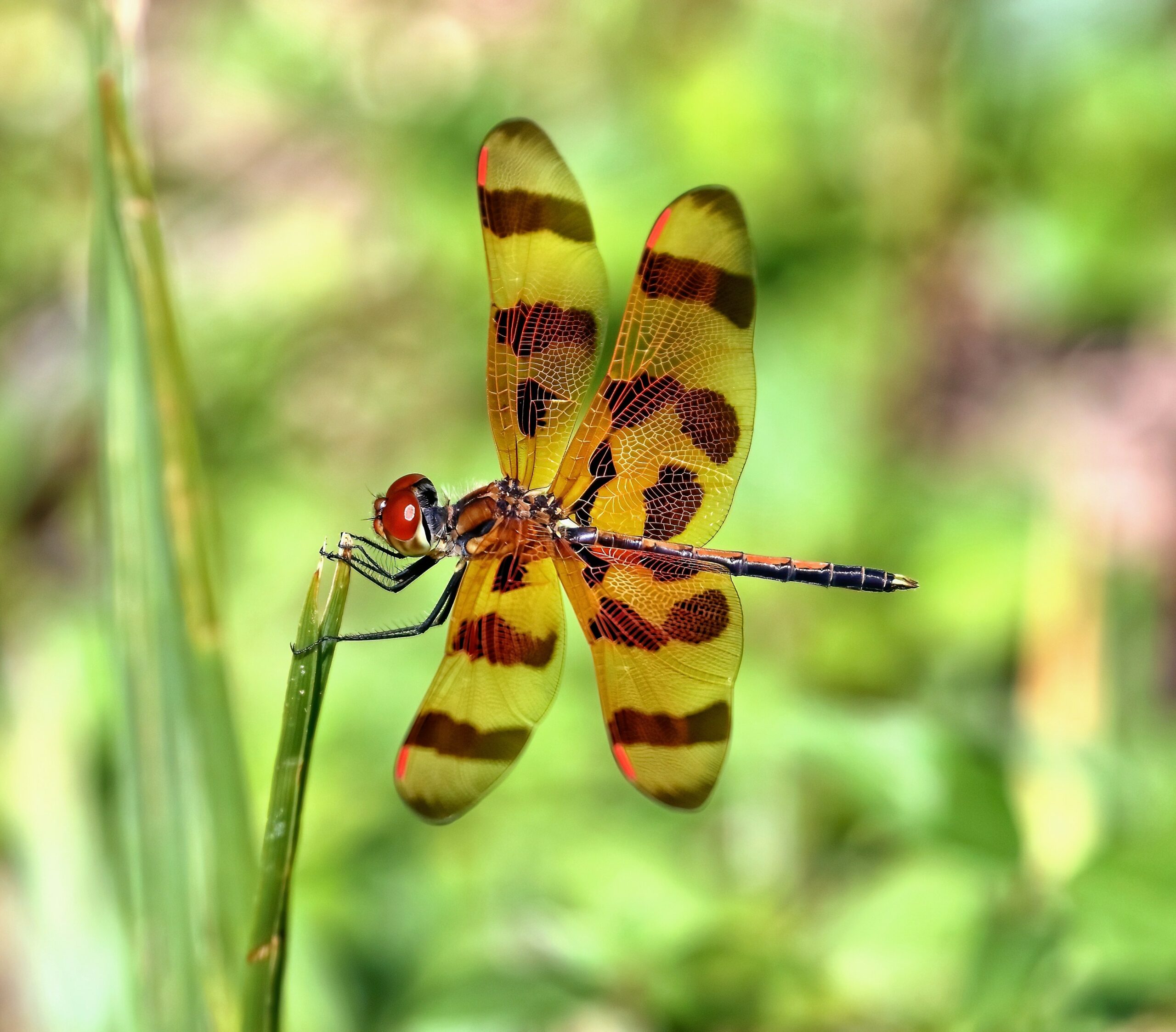 How do dragonflies right themselves in mid-air? - Earth.com