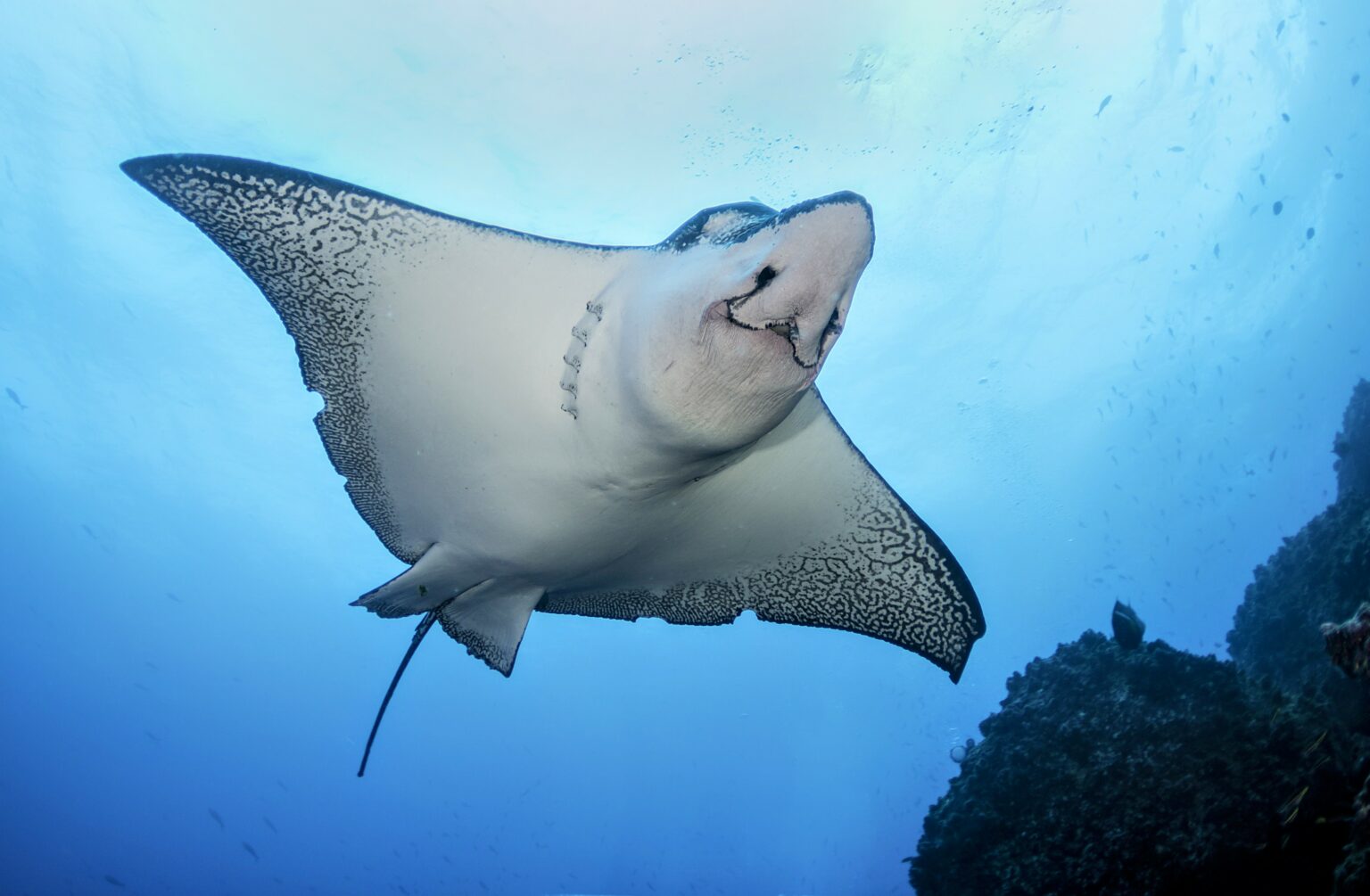 Secrets of manta ray behavior revealed • Earth.com