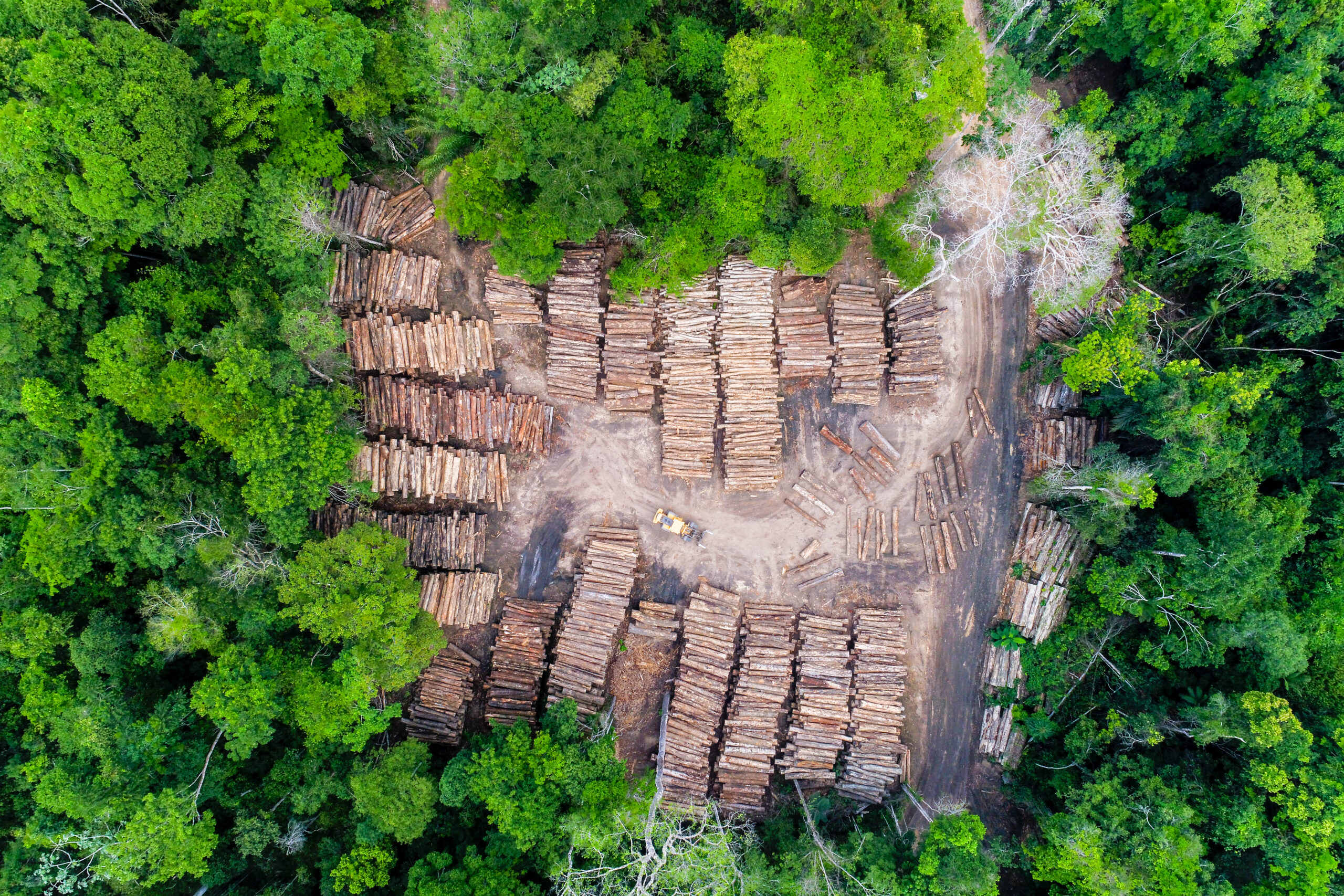Deforestation threatens two new fish species with extinction - Earth.com