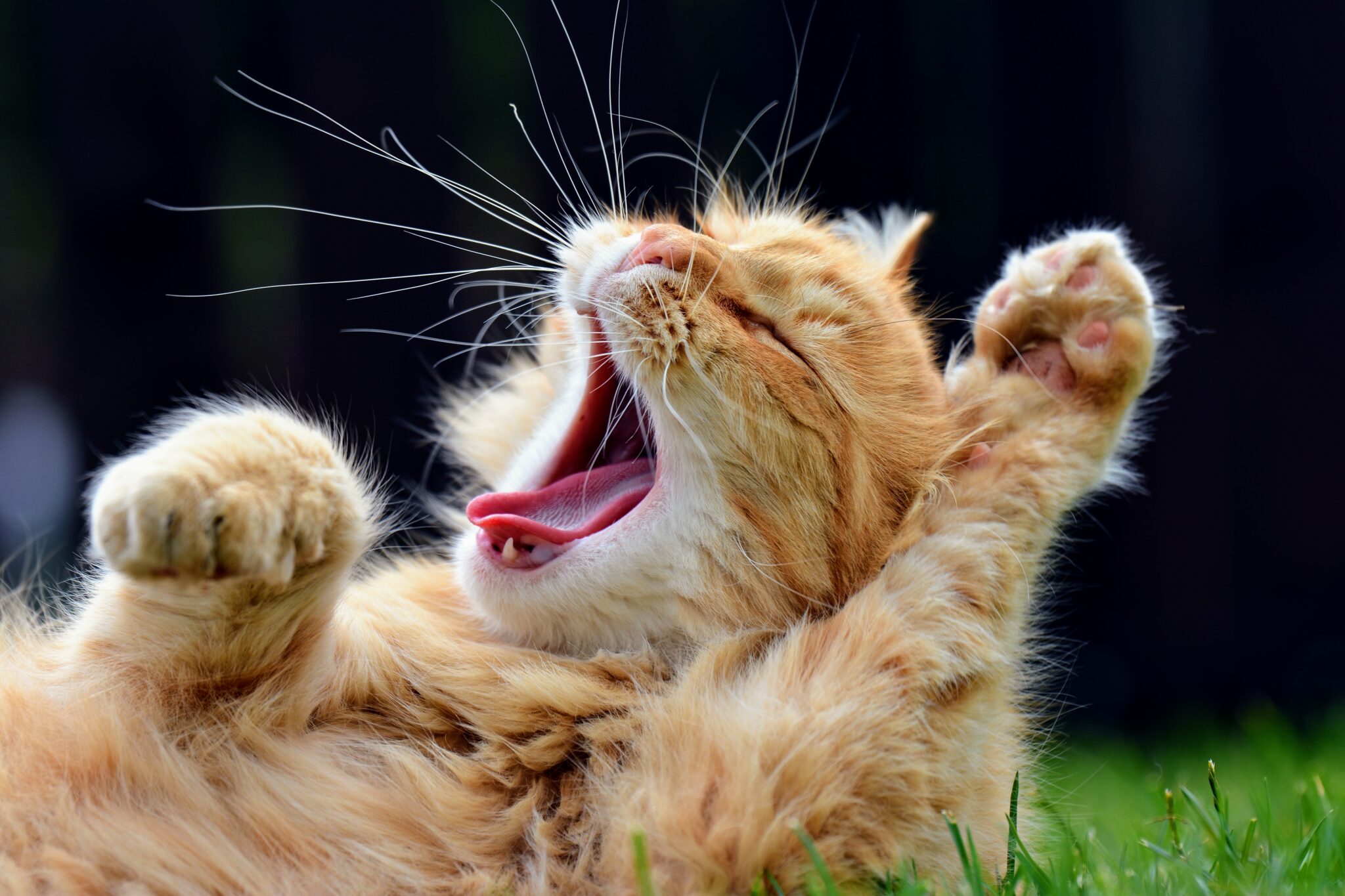 Yawning may have evolved to increase group vigilance • Earth.com