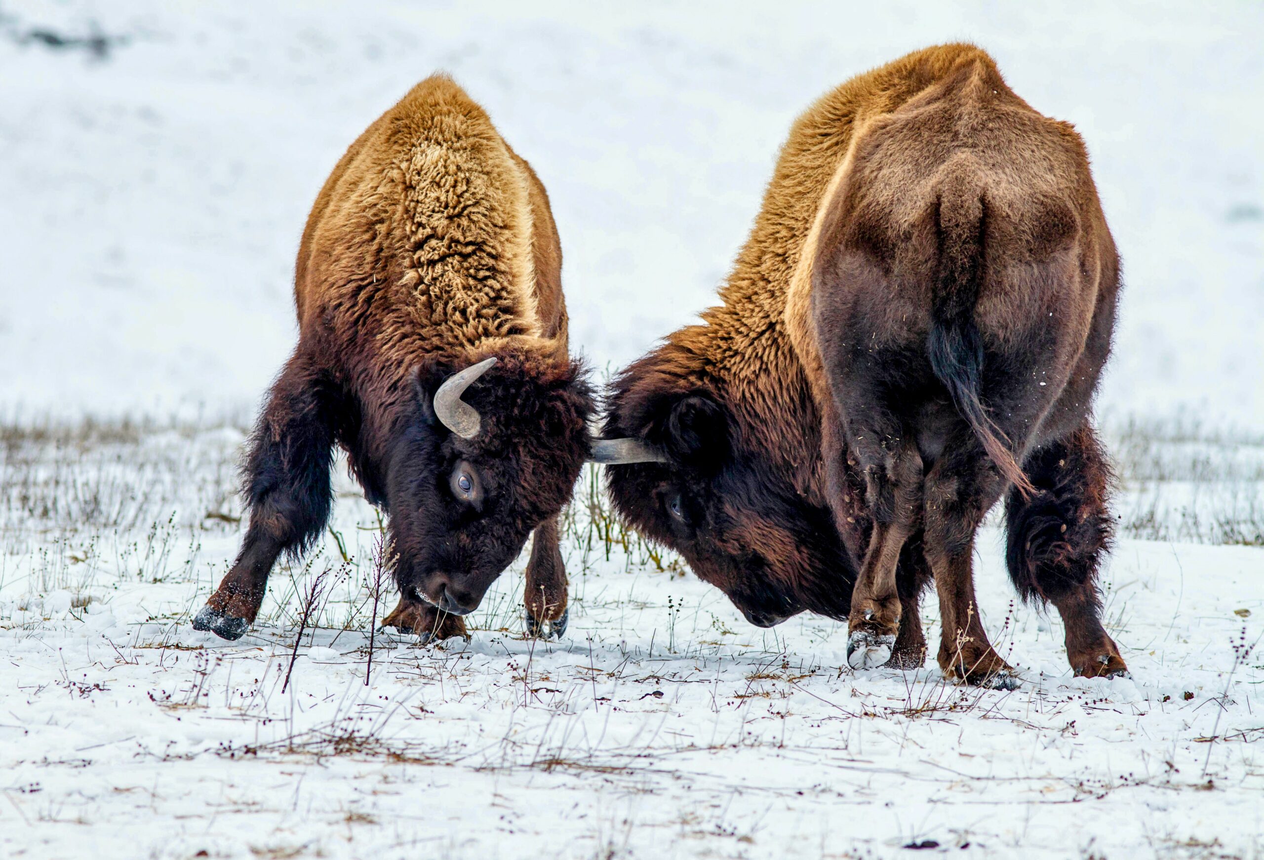 Headbutting animals can suffer from traumatic brain injuries - Earth.com