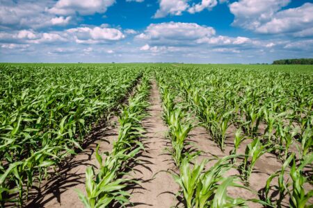 The U.S. Corn Belt will take a hard hit from climate change • Earth.com