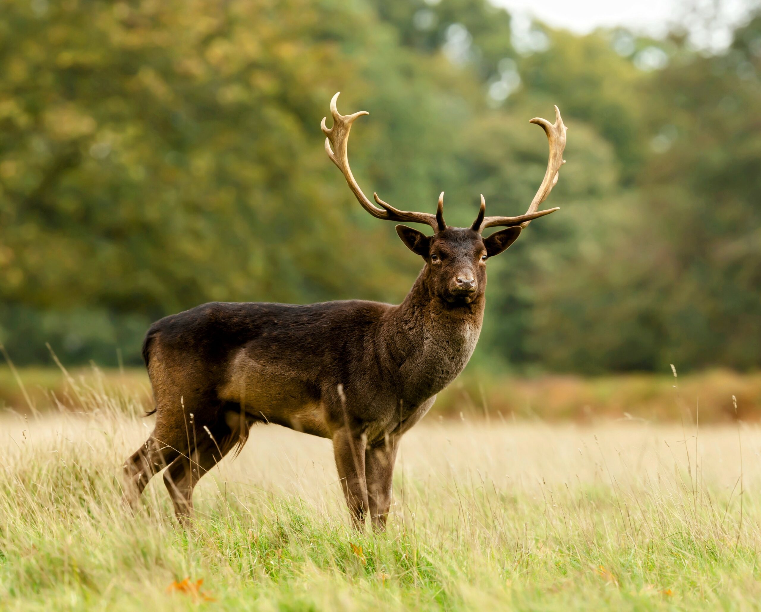 Stress gives animals a survival advantage, but only to a point - Earth.com