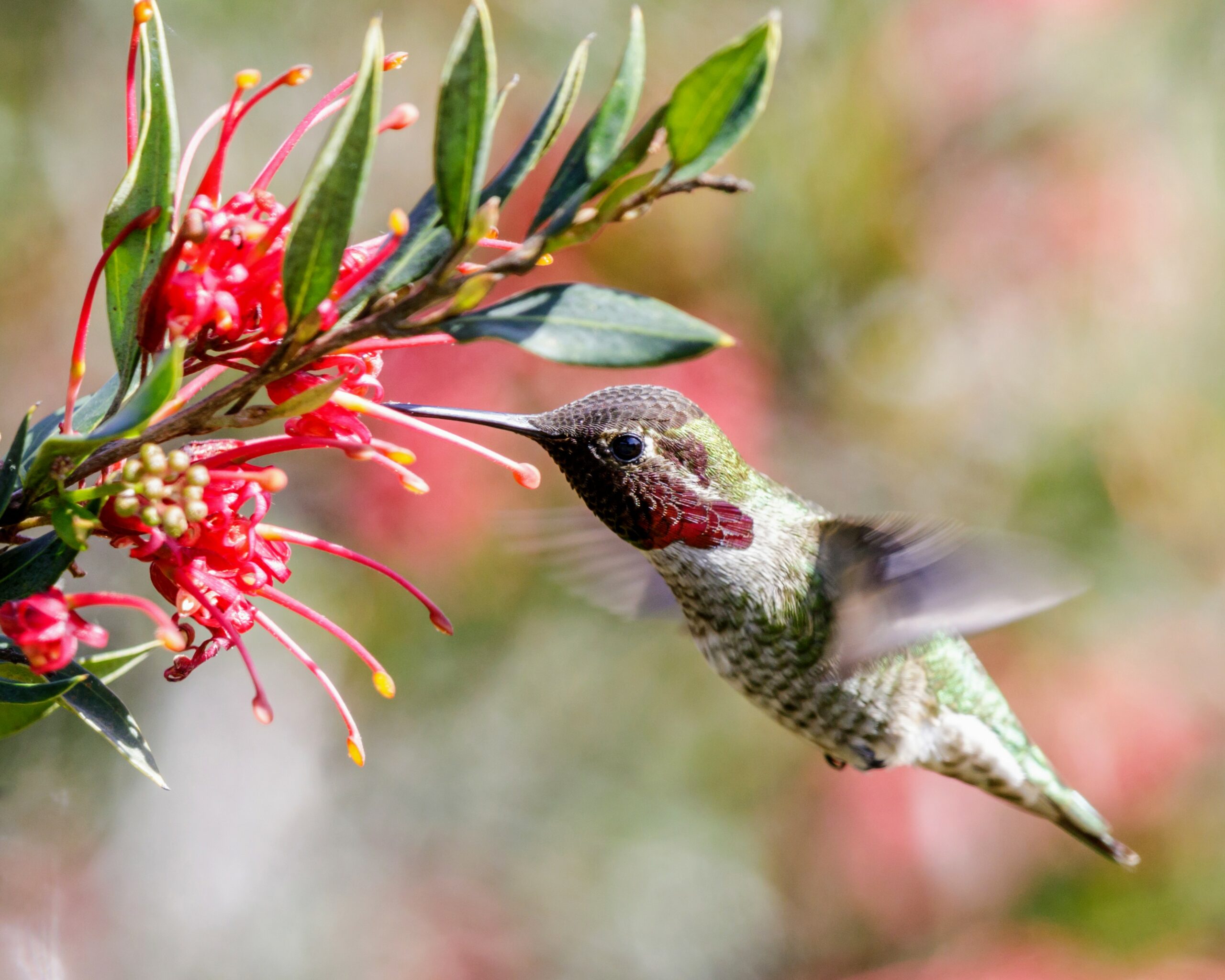 Hummingbirds cannot maintain an energetic lifestyle at high altitudes ...