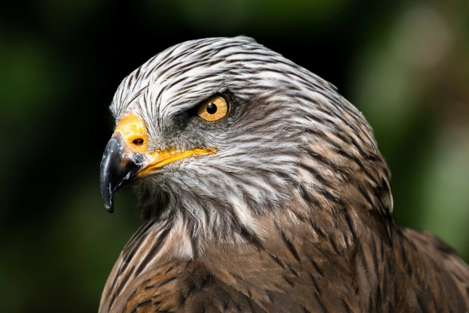 The world’s only nocturnal hawk may not see well in the dark • Earth.com