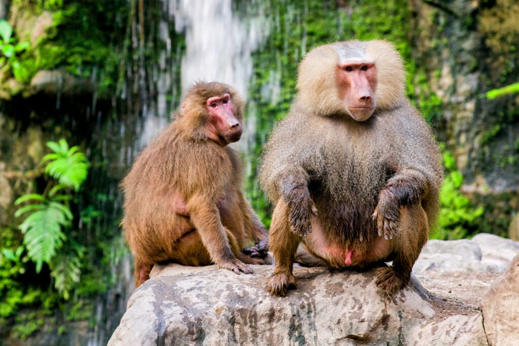 Male baboons invest more time in relationships with females • Earth.com