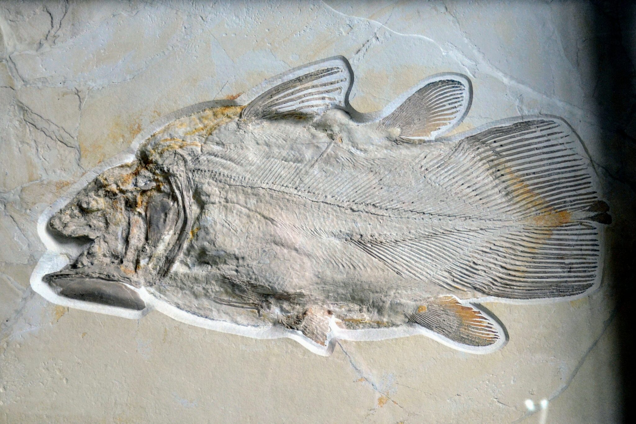 Mysterious fish-like fossil finally classified • Earth.com