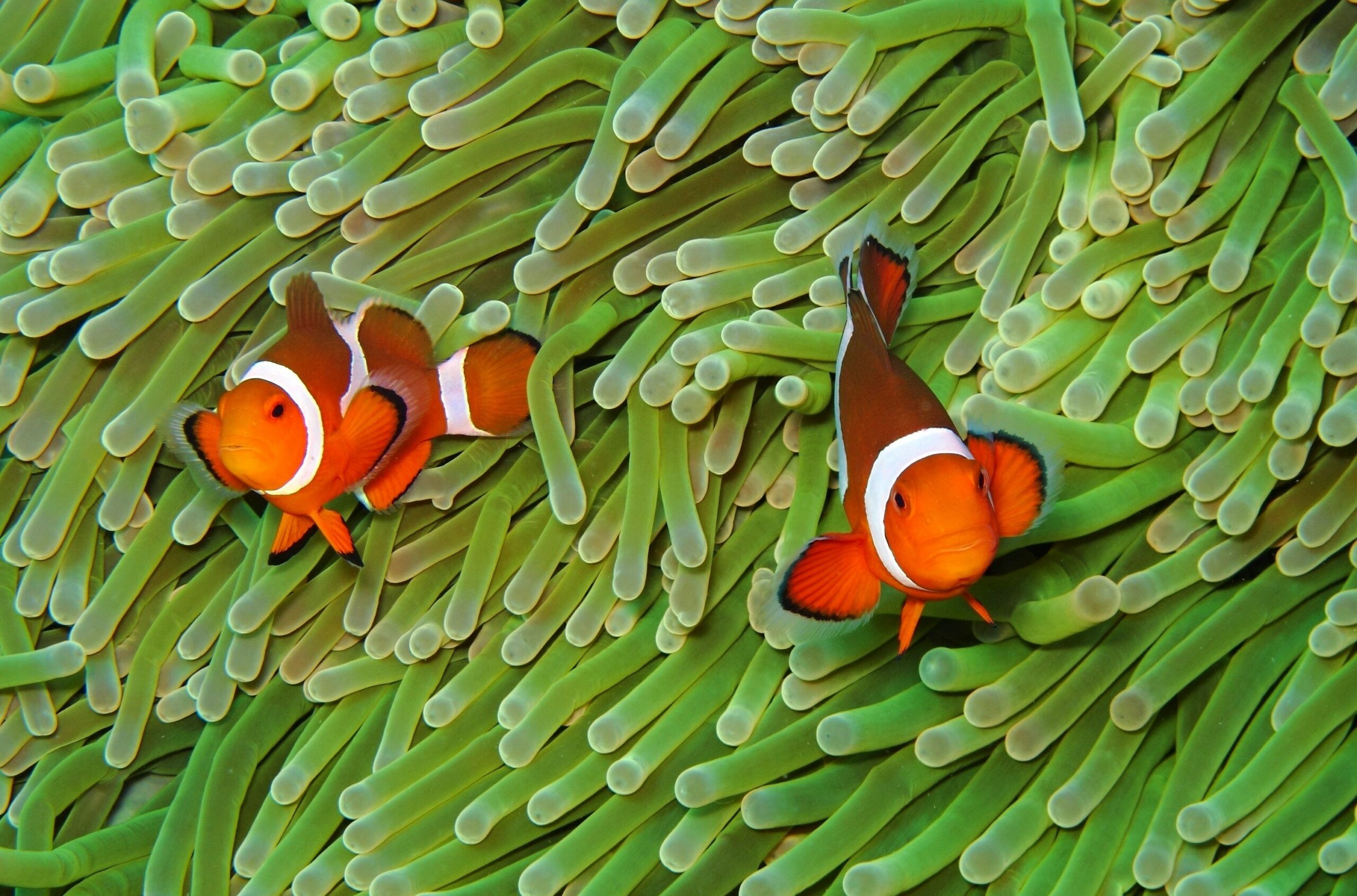 How does biodiversity affect species interactions - Earth.com