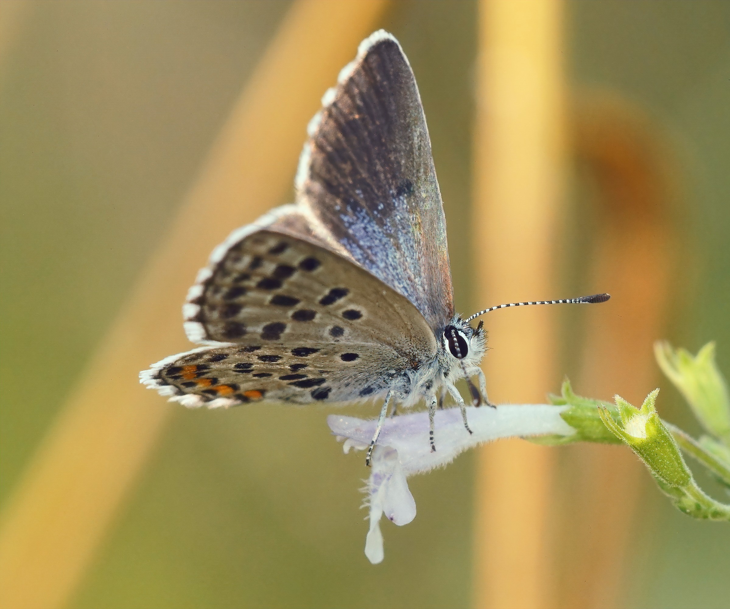 Warm-adapted insects benefit from climate change - Earth.com