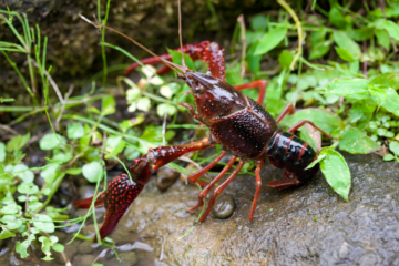 Rare crayfish rediscovered in a cave in Huntsville • Earth.com