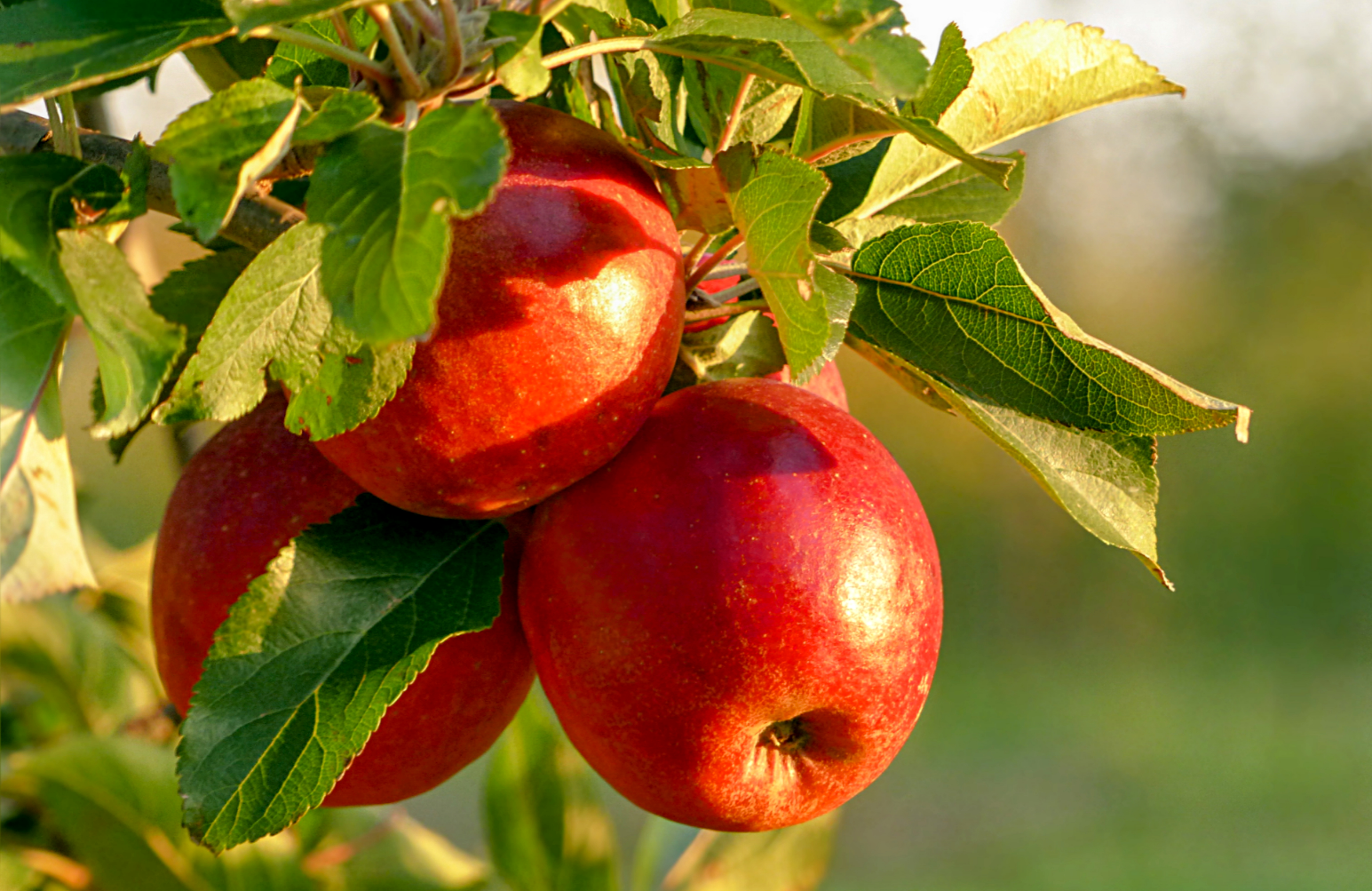 Nano-sensors can quickly detect pesticides on fruits - Earth.com