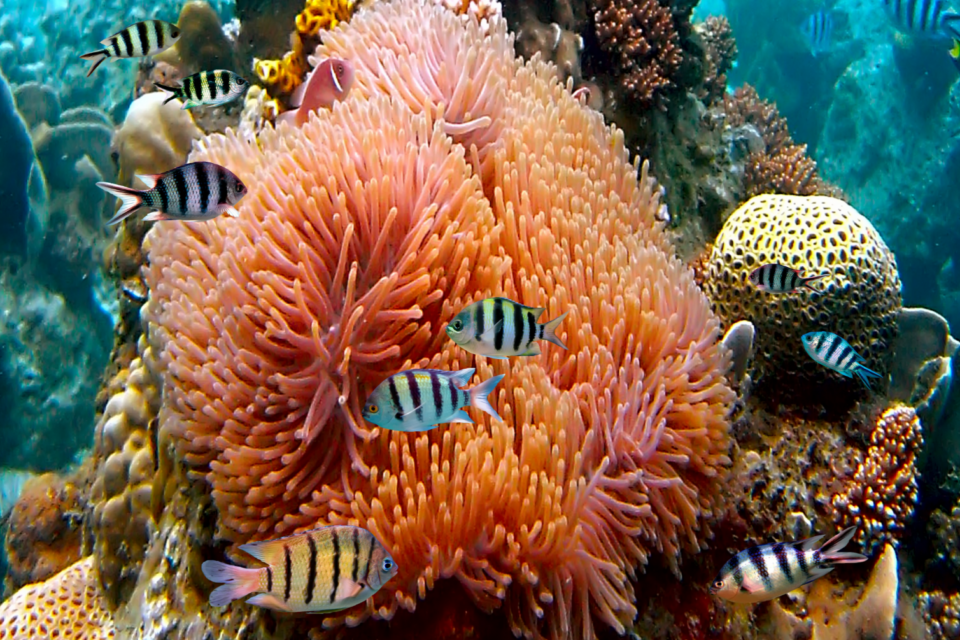 Global warming and corals: How the past informs the present • Earth.com