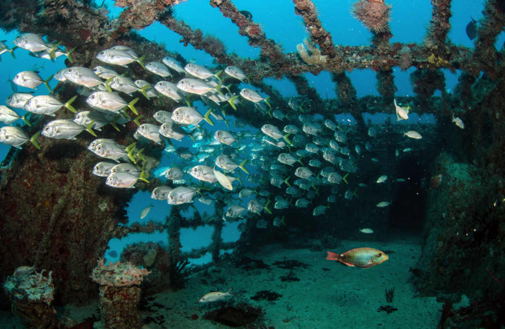 Wooden shipwrecks have become diverse microbial habitats - Earth.com