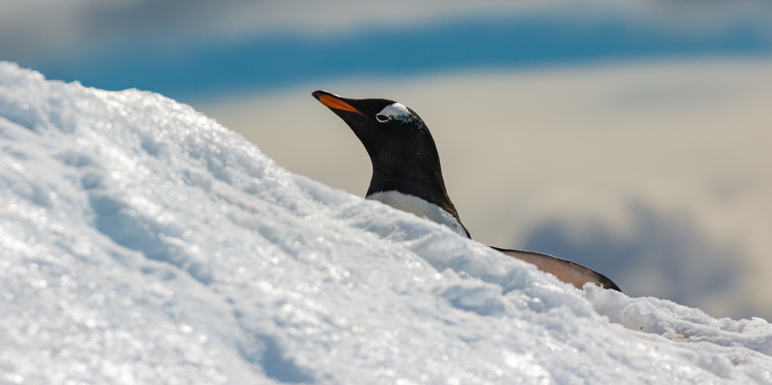 Microplastics found for the first time in Antarctic fresh snow - Earth.com