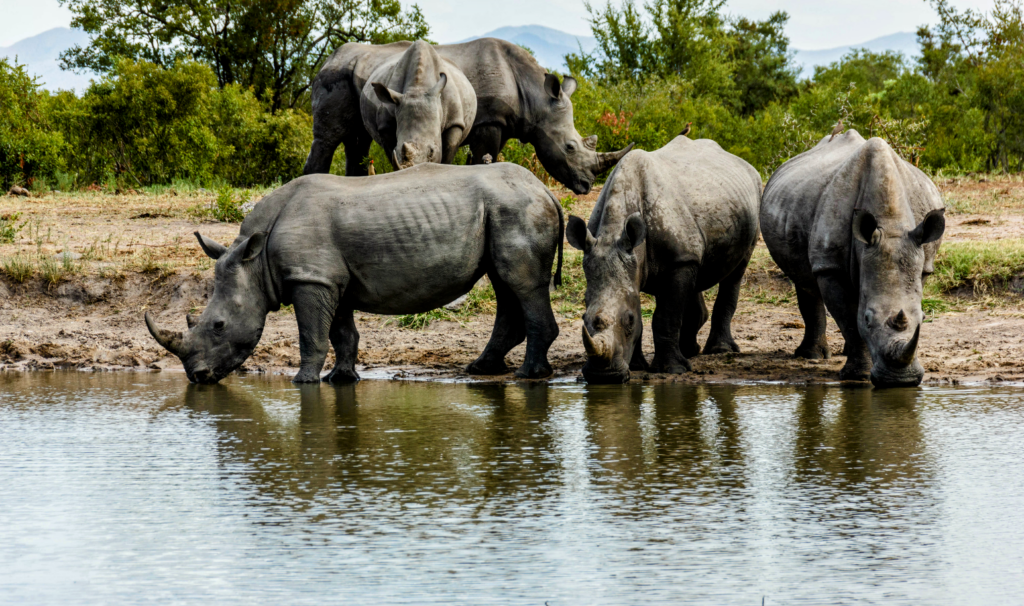 Rhinos show that diseases can disrupt conservation efforts - Earth.com