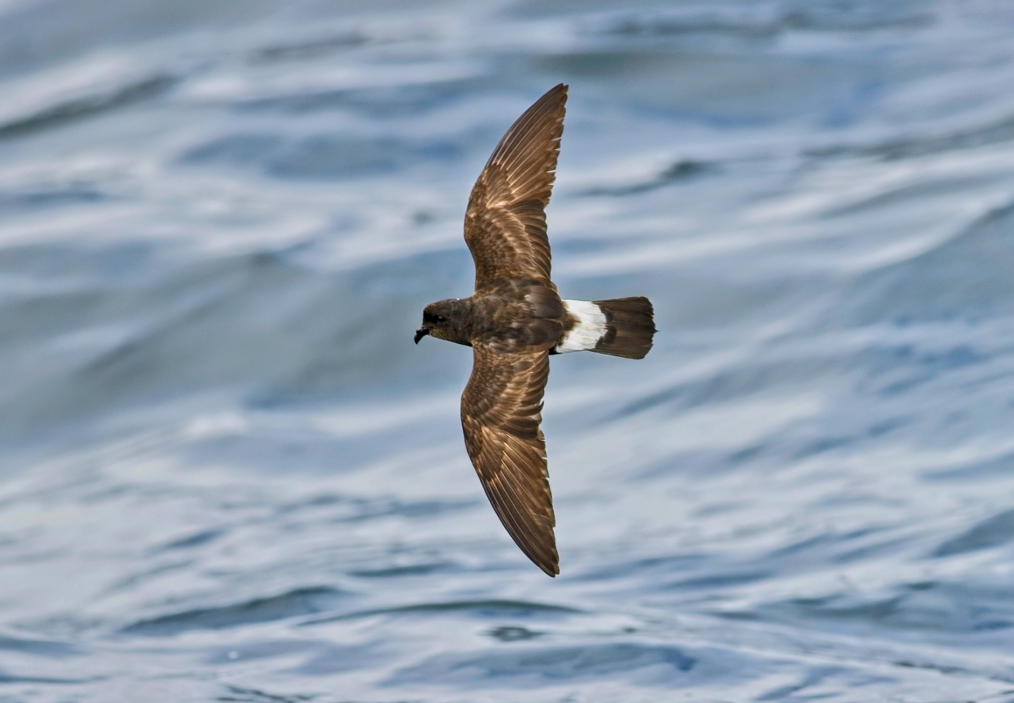 Tiny data-loggers help track Europe’s smallest seabird - Earth.com